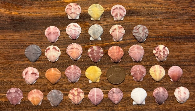 SouthFloridaShells - Etsy