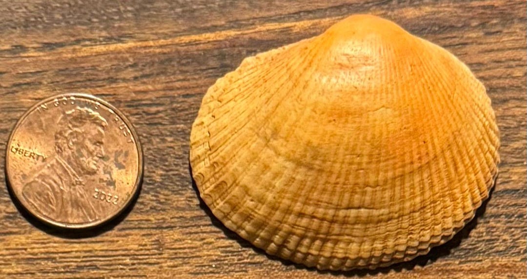 Jumbo Orange Spiny Paper-cockle Shell - Etsy