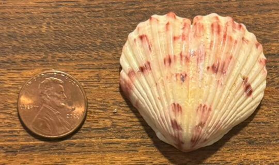 Rare Naturally Formed Scallop Shell in Shape of Heart - Etsy