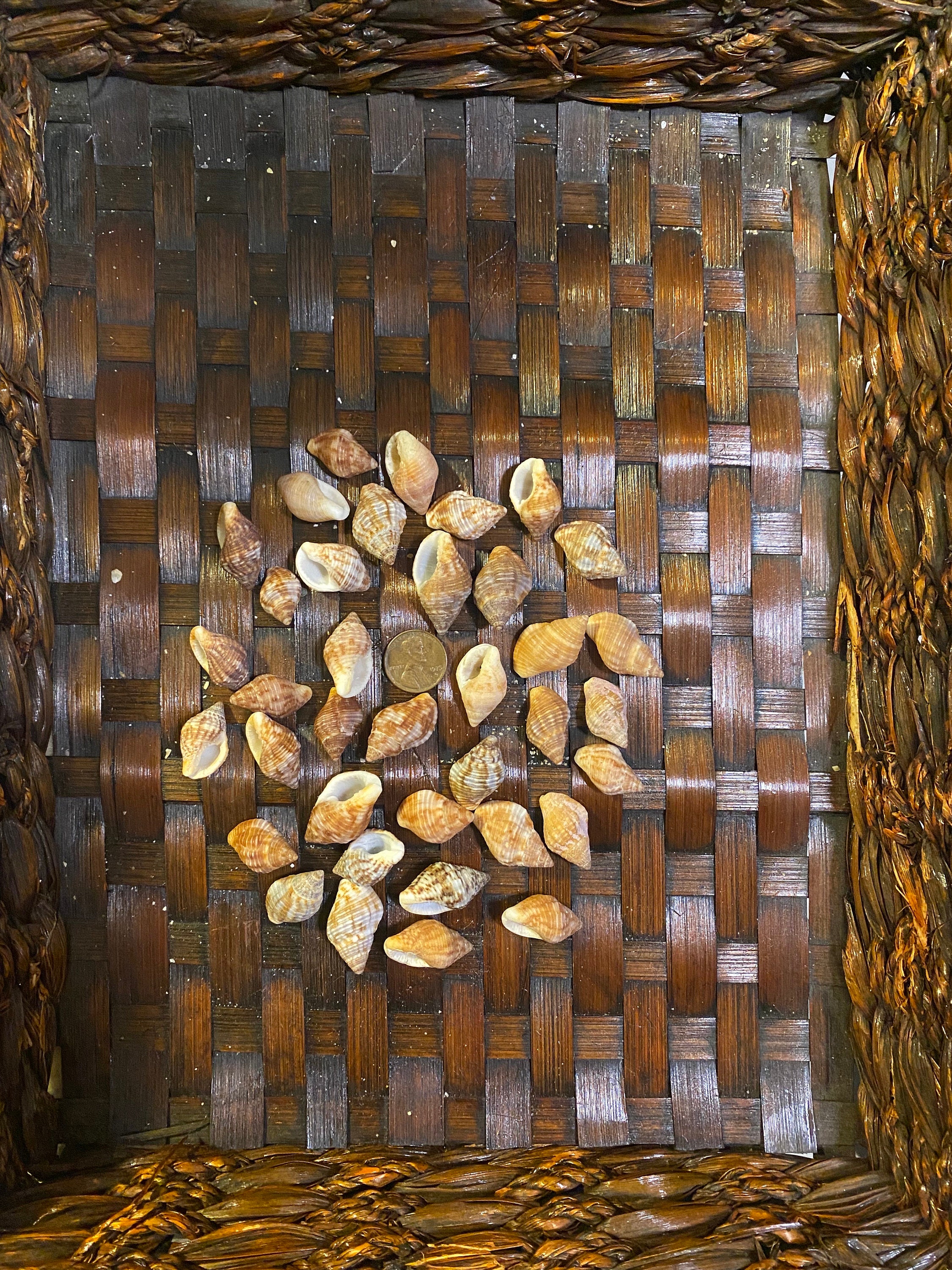 Potpourri of 31 Tinted Cantharus Shells - Etsy