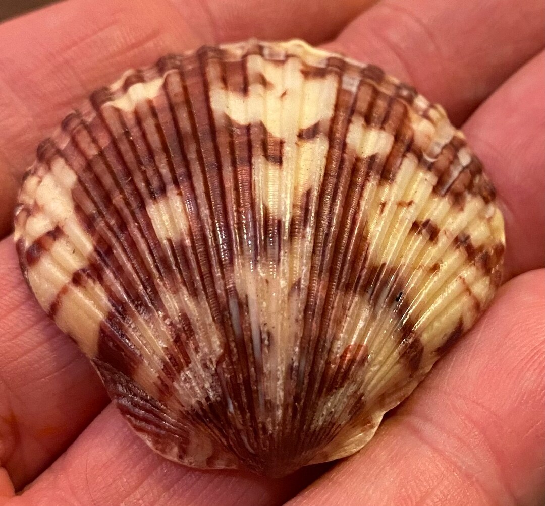 A Select Large Rare Calico Scallop Shell - Etsy