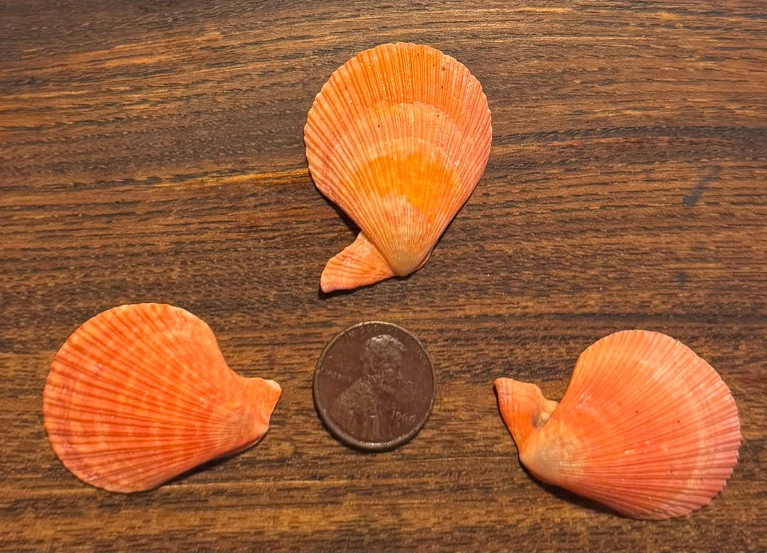 Three Jumbo Orange S. Scallop Shells - Etsy