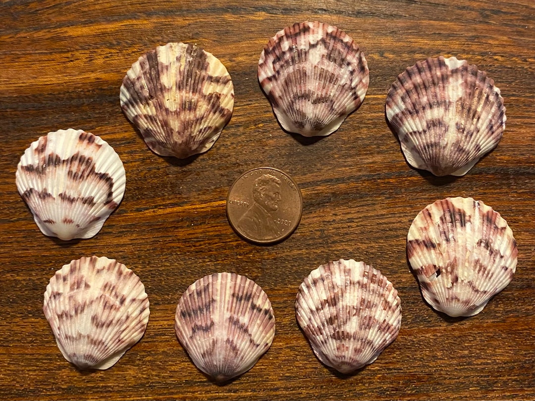 Eight Matching Select Lined Medium Calico Scallop Shells - Etsy