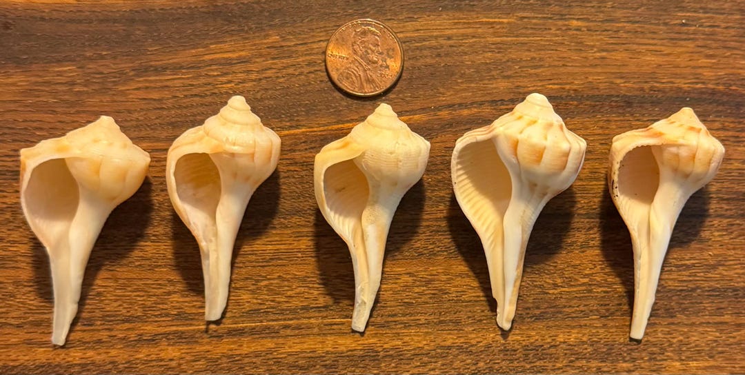 Five Medium-small Lightning Whelk Shells - Etsy