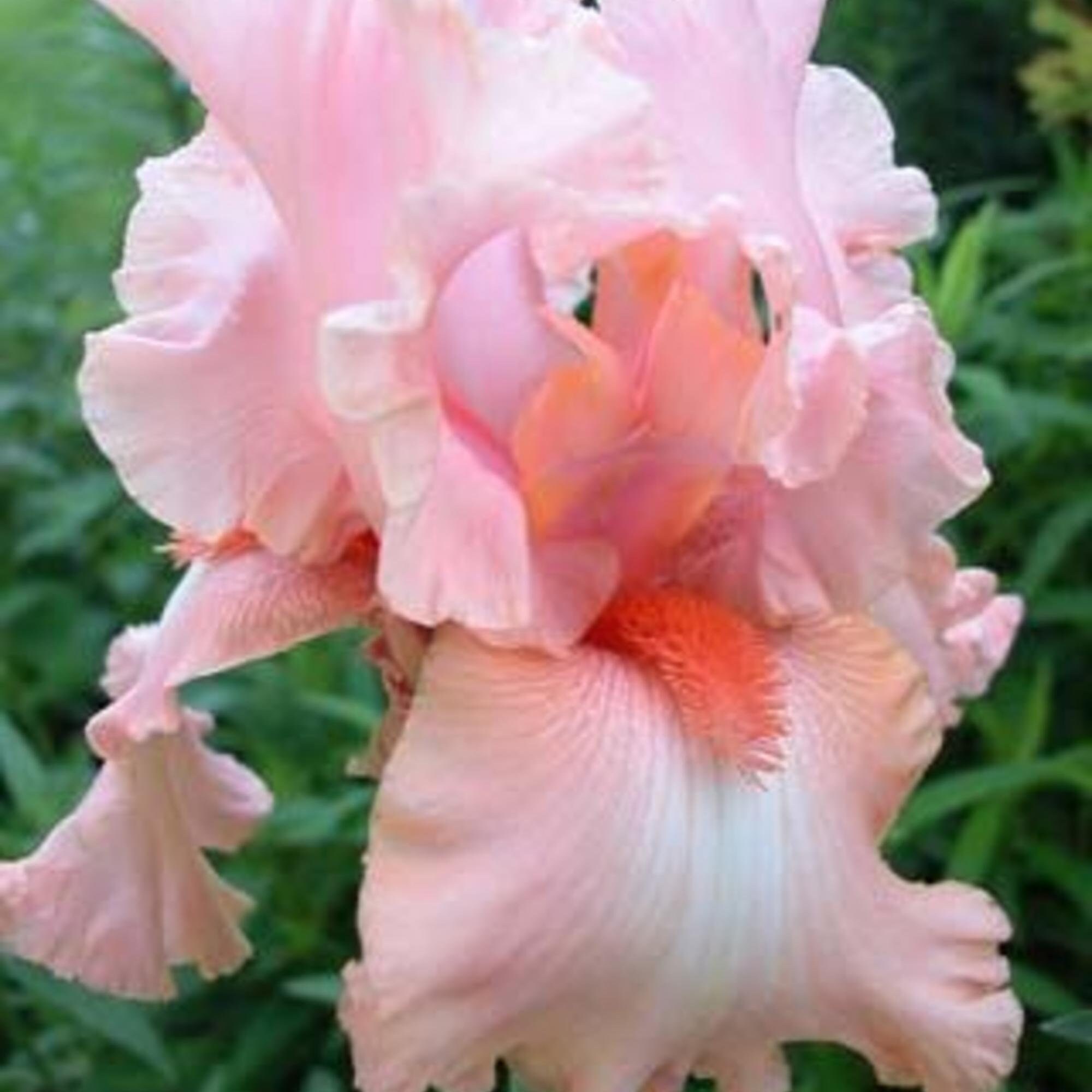 Re-Blooming Bearded Iris Pink Attraction Perennial | Etsy