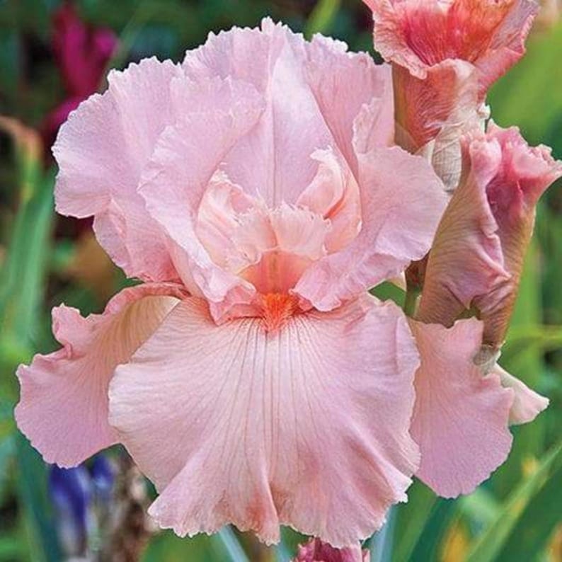 Re-Blooming Bearded Iris Pink Attraction Perennial | Etsy