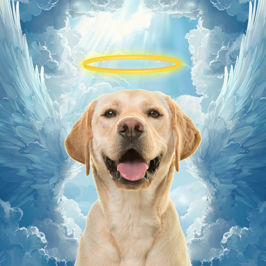 Pet Memorial Backdrop Pet Loss Memorial Background Backdrop Dog ...
