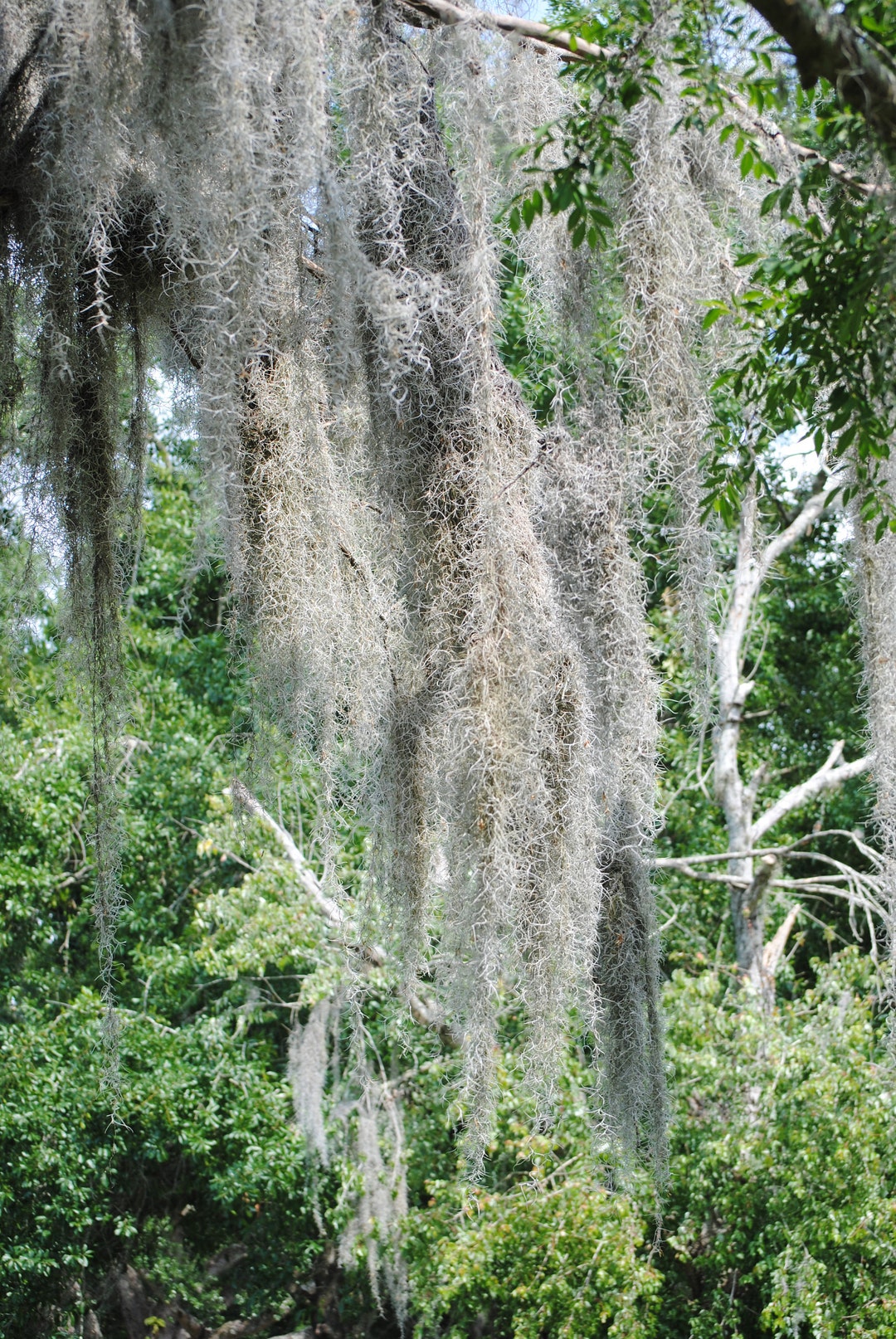 Hand Picked Florida Spanish Moss - Etsy