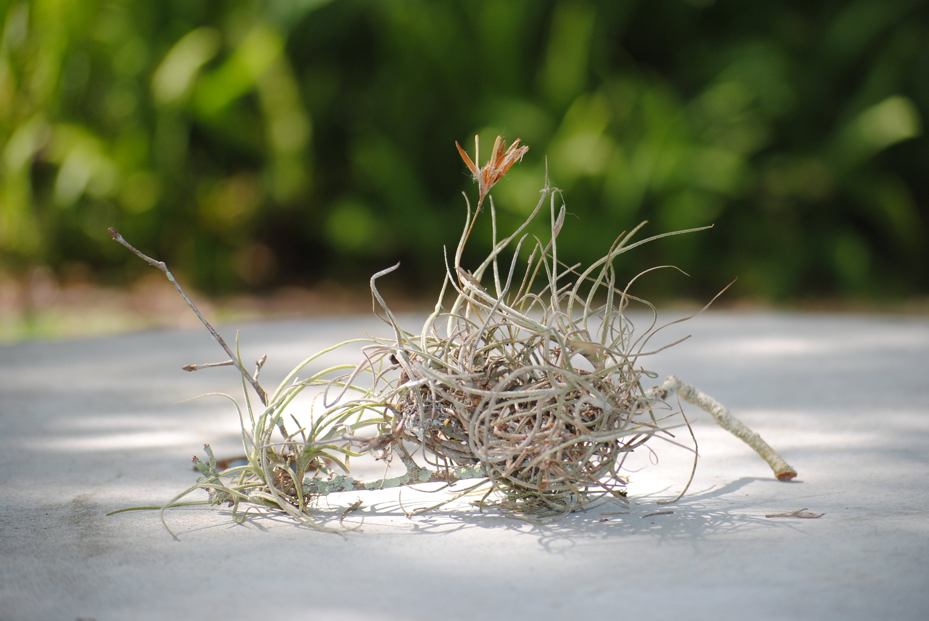 Hand Picked Florida Spanish Moss - Etsy