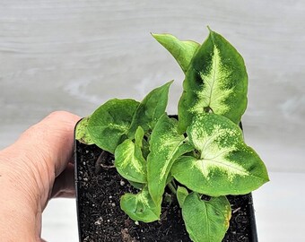 Syngonium Mini Pixie - Etsy