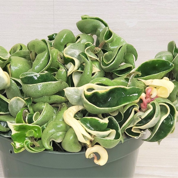 Variegated Hindu Rope Hoya - Etsy