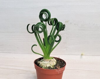 Frizzle Sizzle Plant - Etsy