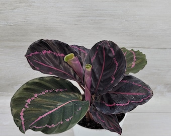 Calathea Black Rose - Etsy