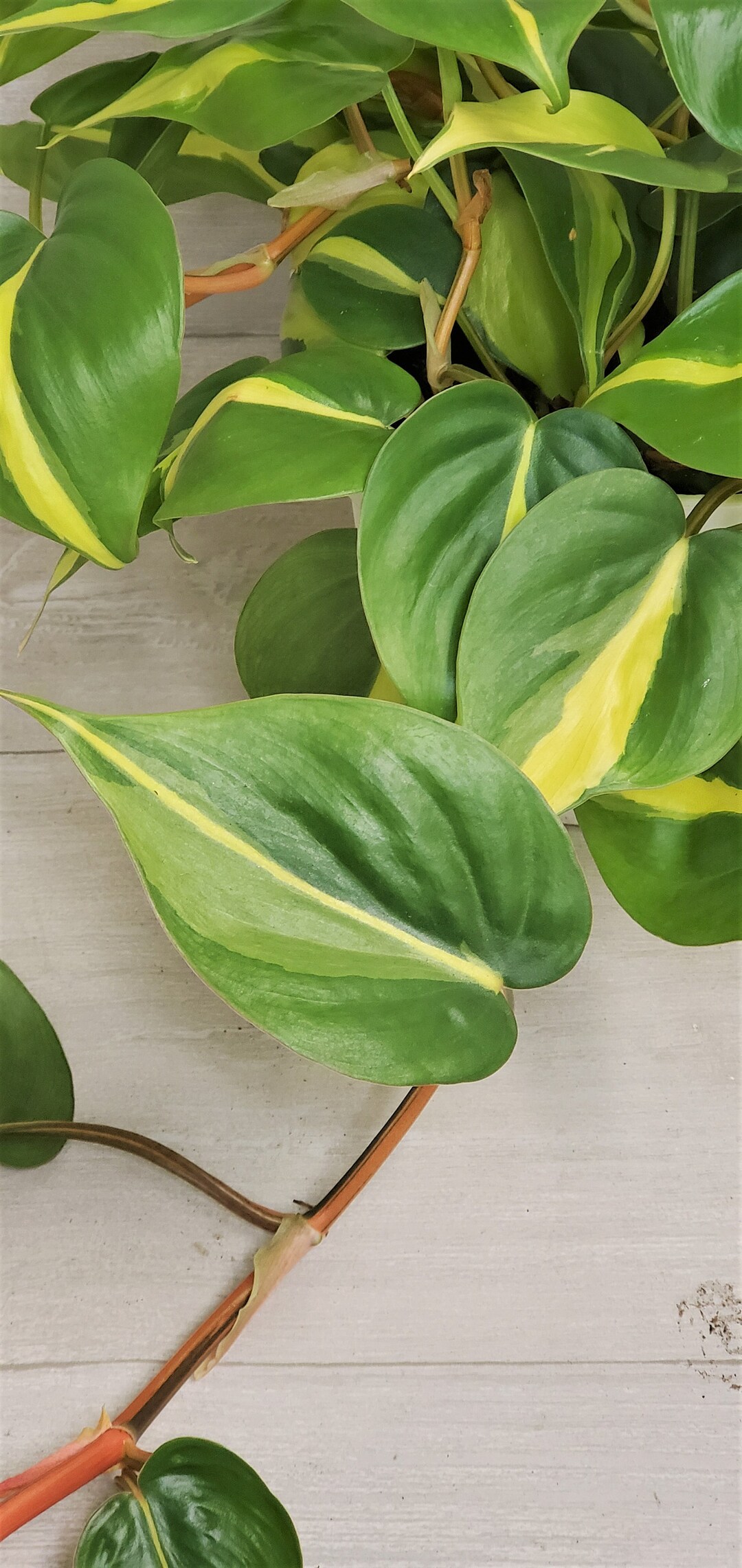 Philodendron Brazil Philodendron Brasil Rare LIVE Brasil - Etsy