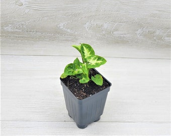 Syngonium Mini Pixie - Etsy