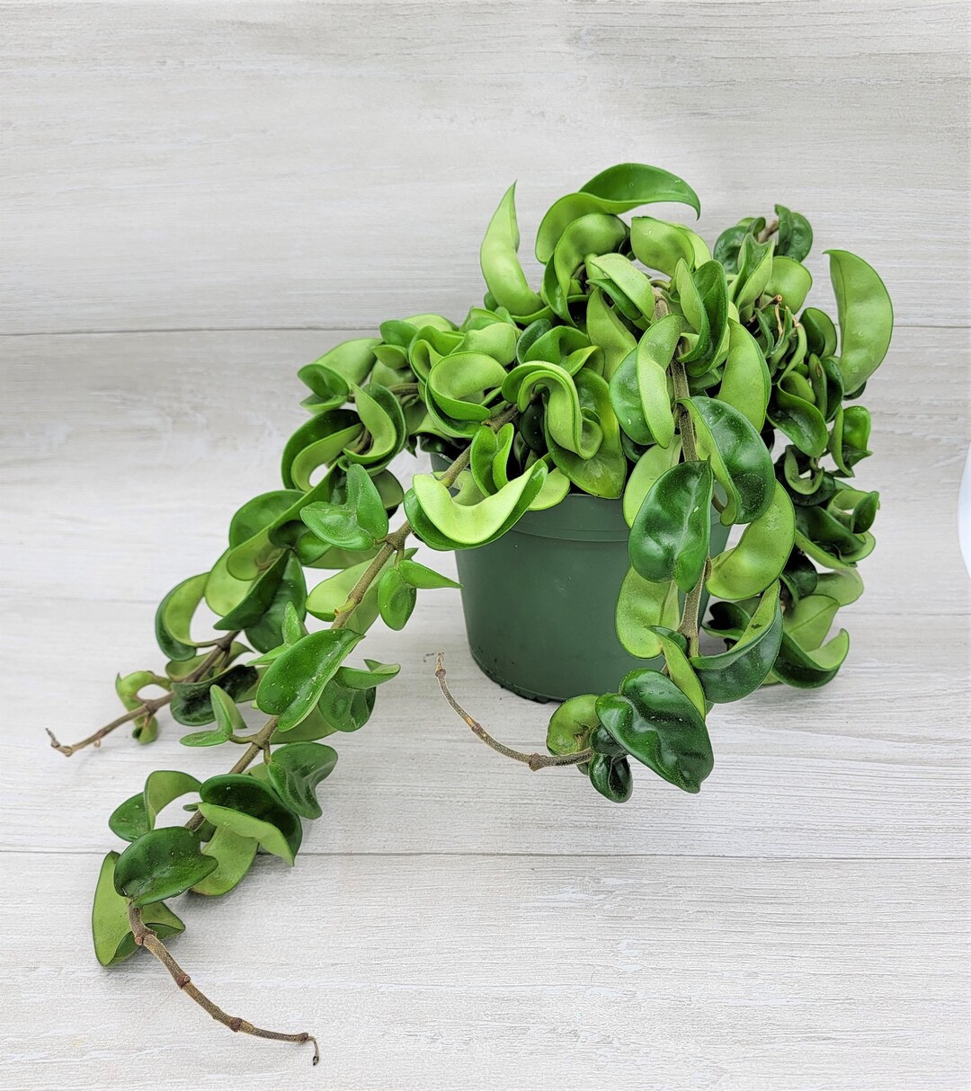 Hoya Compacta hindu Rope Hoya Hindu Rope Live Plant in - Etsy