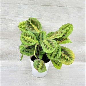 Maranta Hot Pink Leuconeura 'marisela' prayer Plant - Etsy
