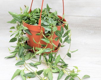 String of Spades Plant - Etsy