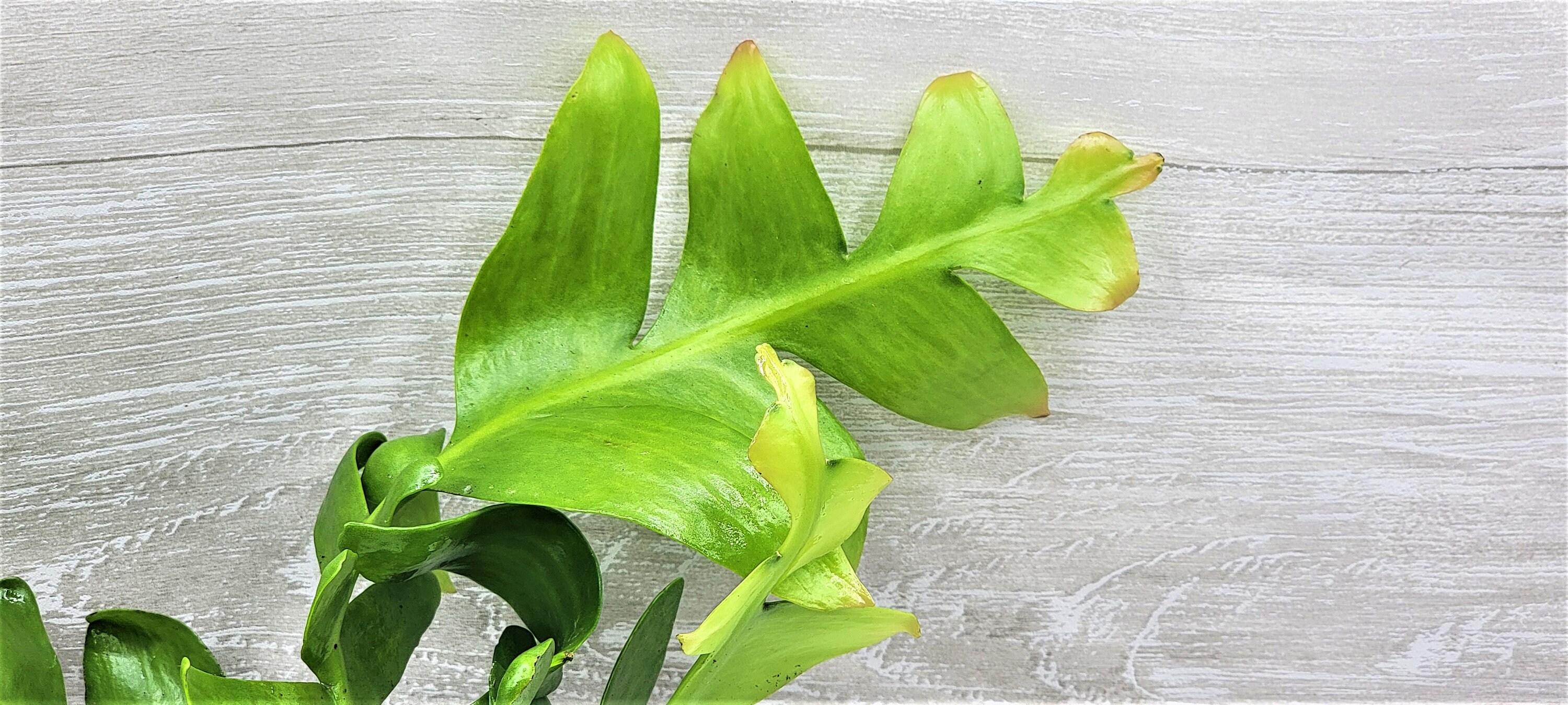 Sharktooth Cactus selenicereus Chrysocardium Sharktooth - Etsy