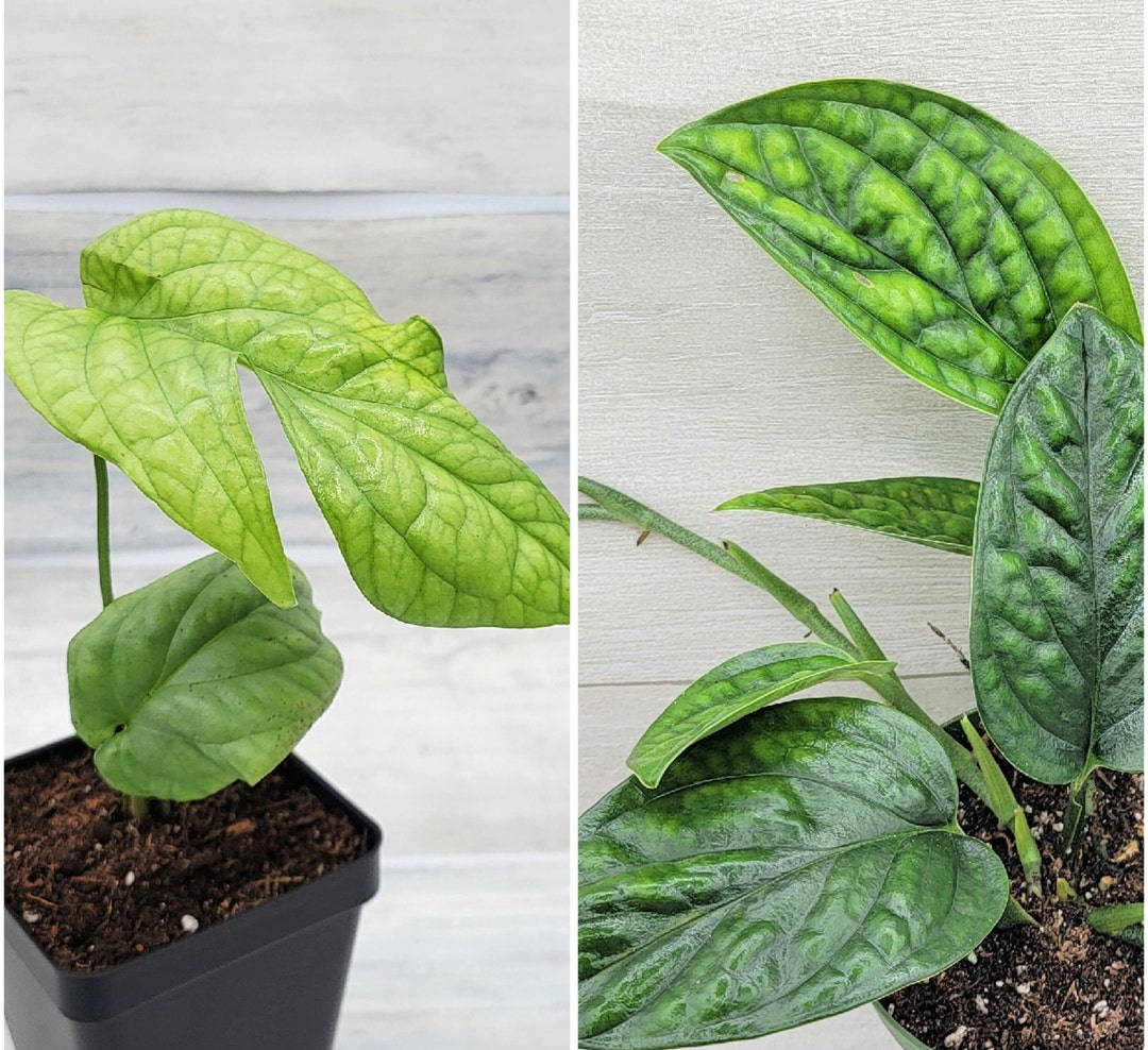 BUNDLE of Monstera Spider Man & Monstera Peru Live Indoor Rare - Etsy