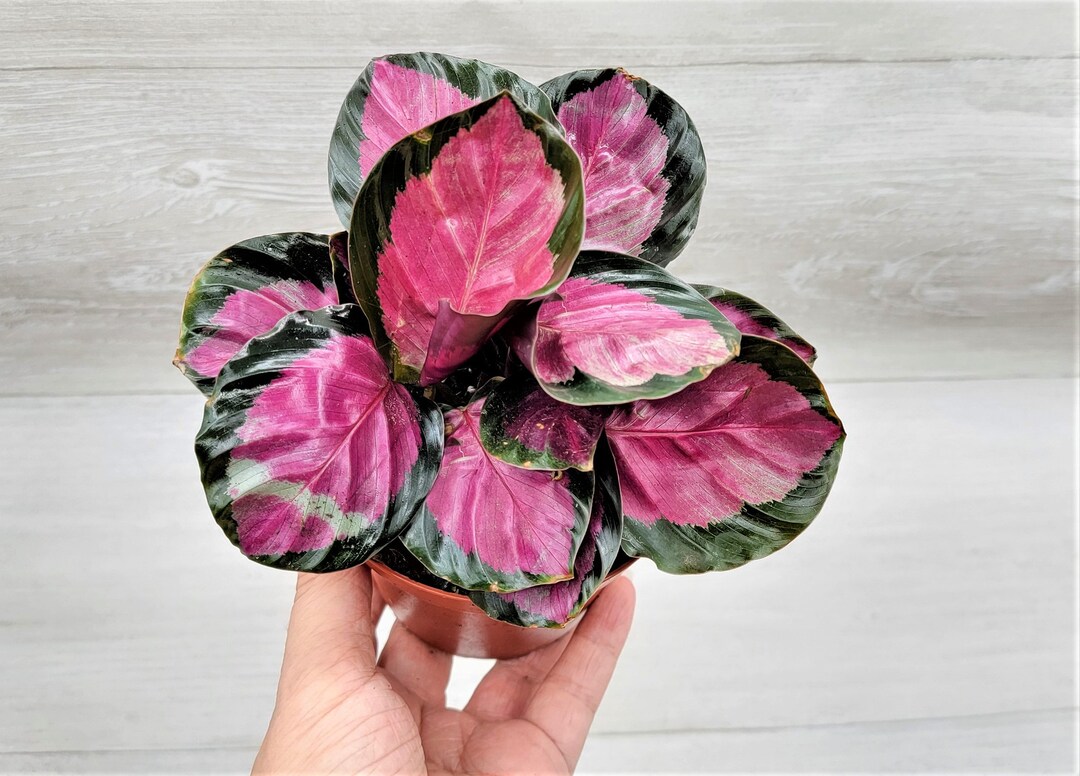 Calathea Rosy Calathea Rosey Roseopicta Clathea Roseapicta - Etsy