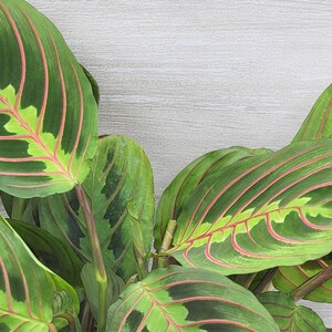Maranta Hot Pink Leuconeura 'marisela' prayer Plant - Etsy