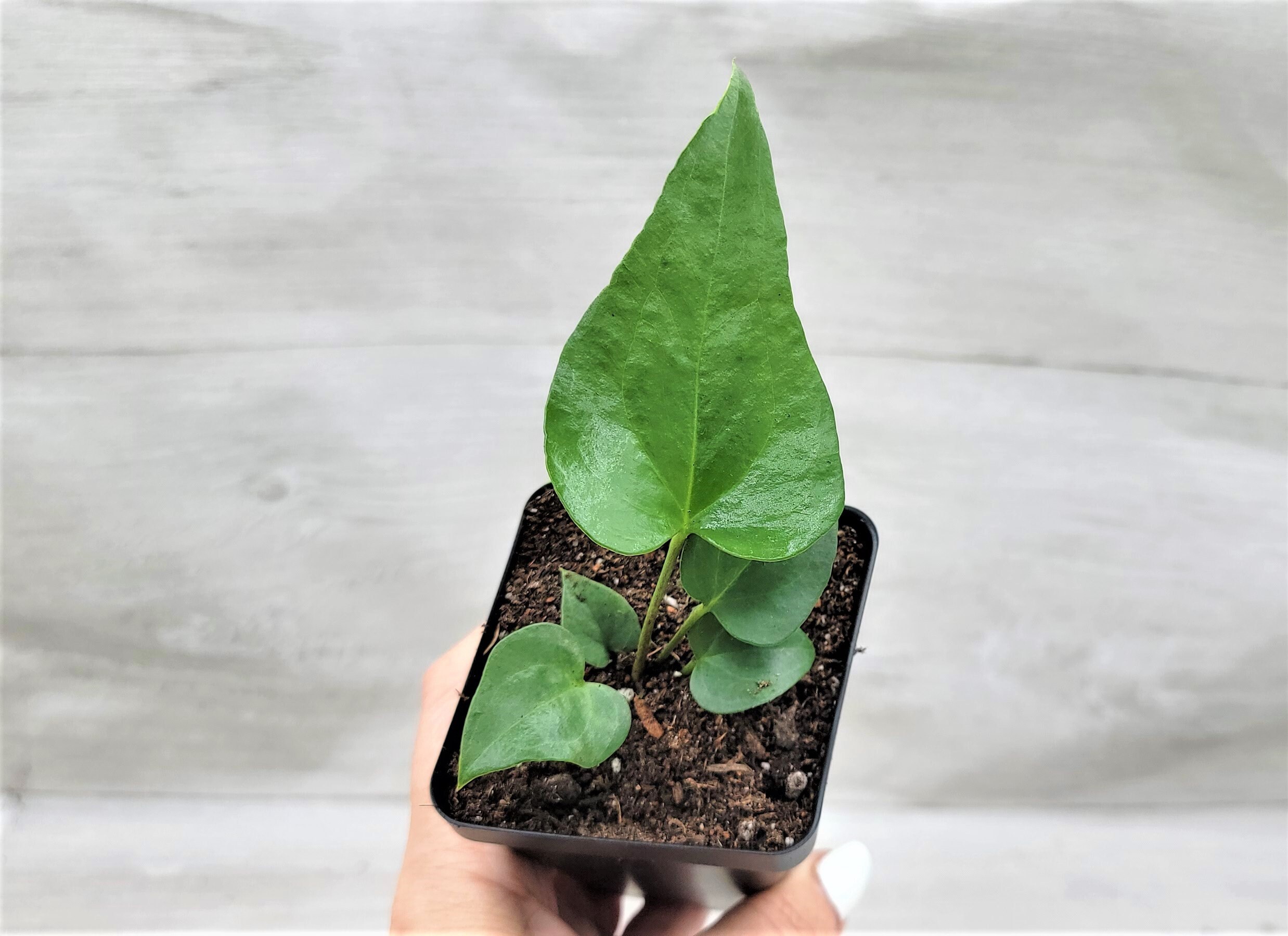Anthurium Podophyllum Live Plant Lacy Leaf Aroid in 3 - Etsy