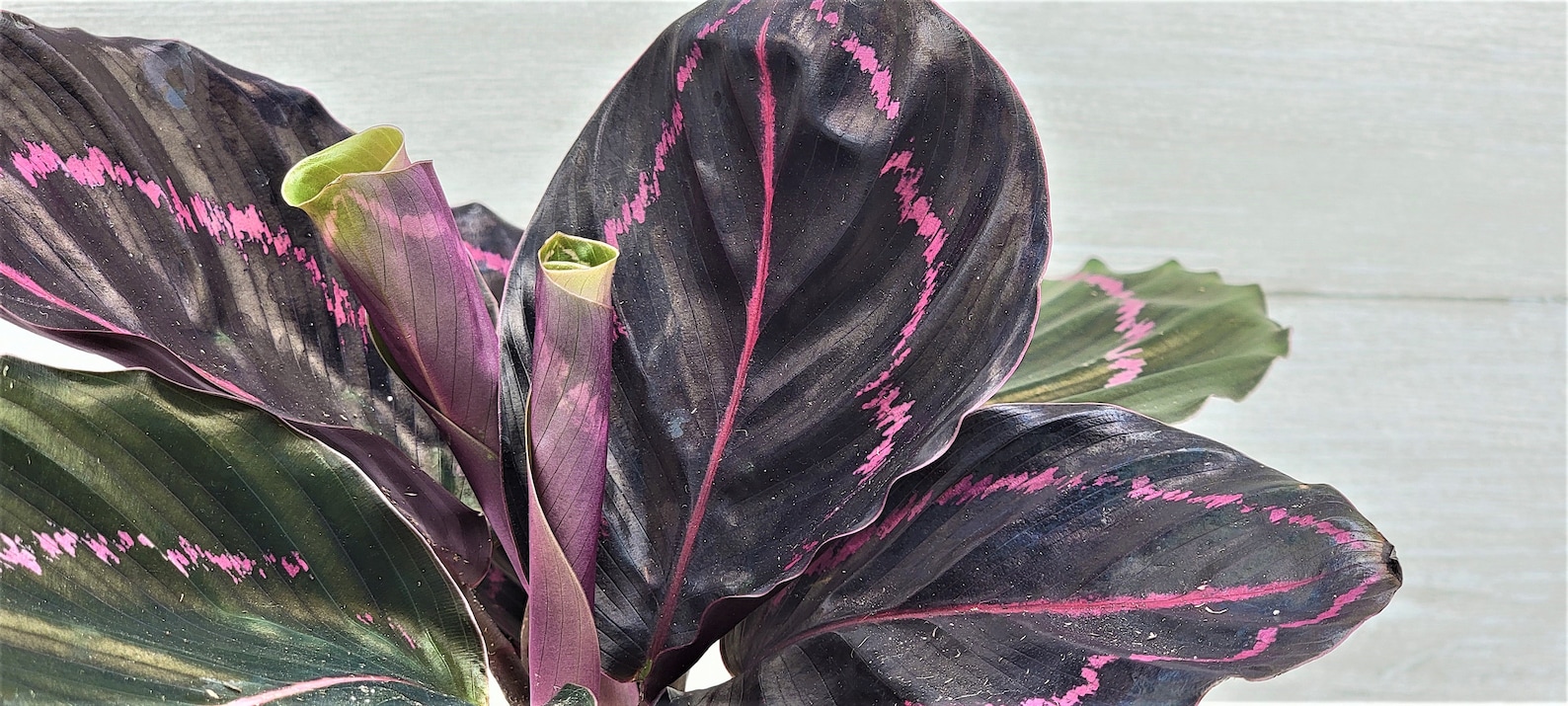 Calathea Black Rose Calathea Rosey Roseopicta Calathea - Etsy