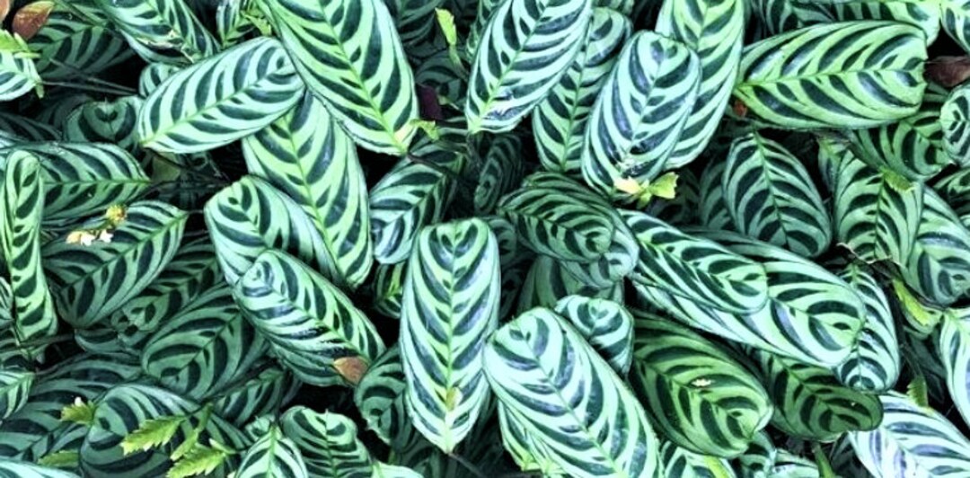 Maranta Amabilis Calathea Burle Marx Fishbone - Etsy UK