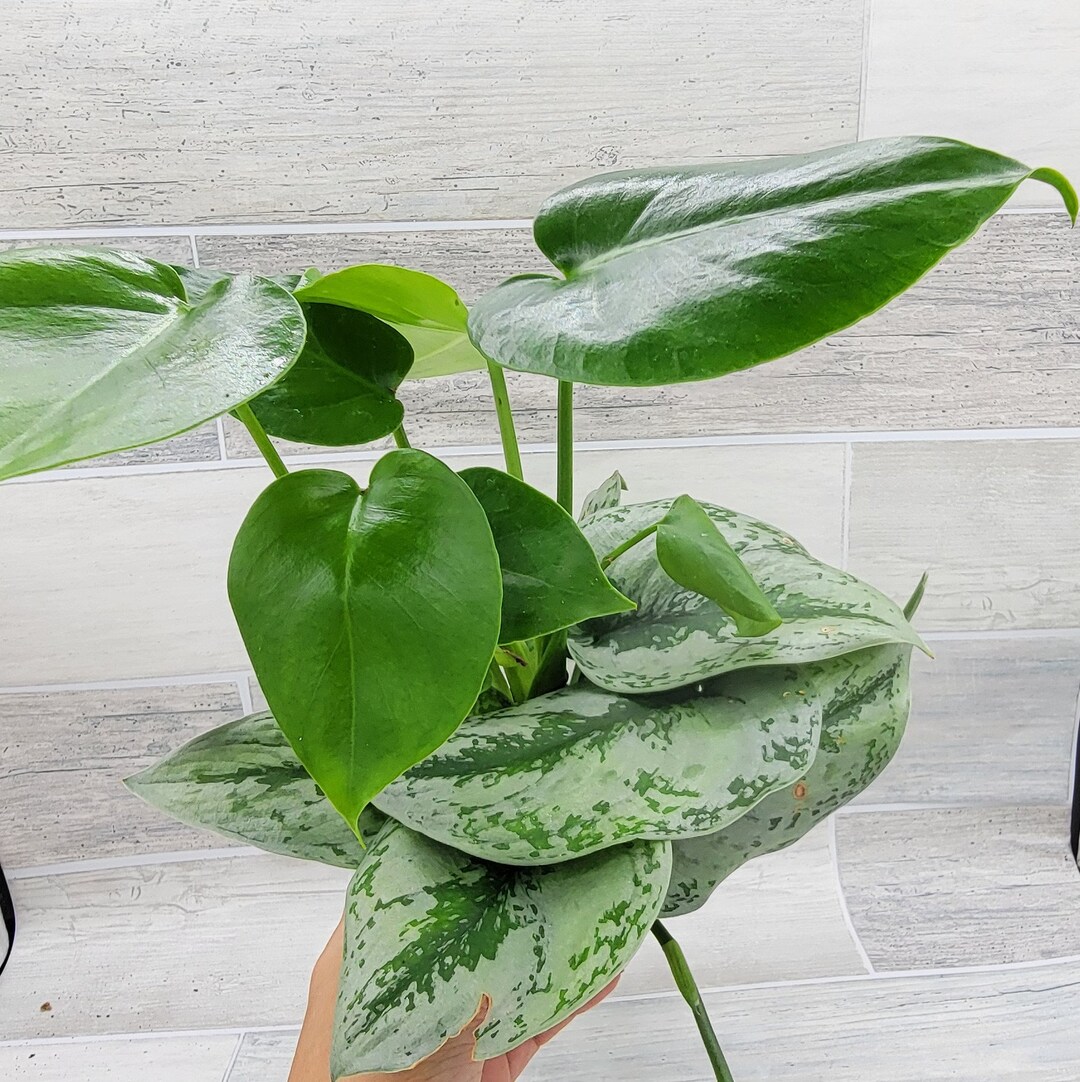 Monstera Deliciosa and Pothos Exotica Silver Satin Live Plant - Etsy