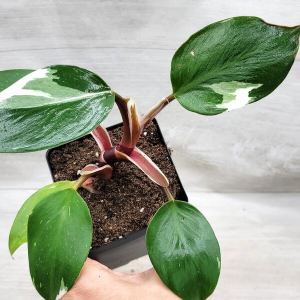 Philo White Knight - Etsy