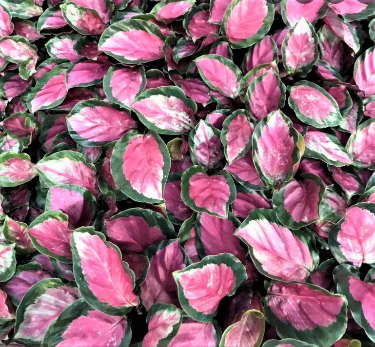 Calathea Rosy Calathea Rosey Roseopicta Clathea Roseapicta - Etsy
