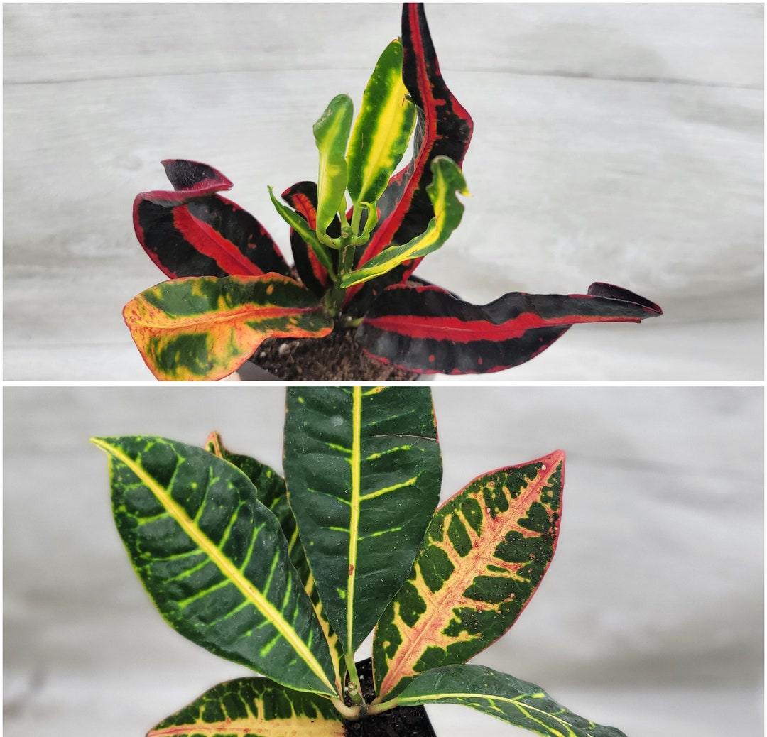 Bundle of Croton Mammy & Croton Petra codiaeum Variegatum - Etsy