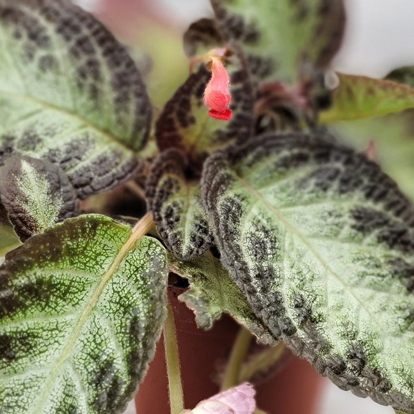 Episcia - Etsy