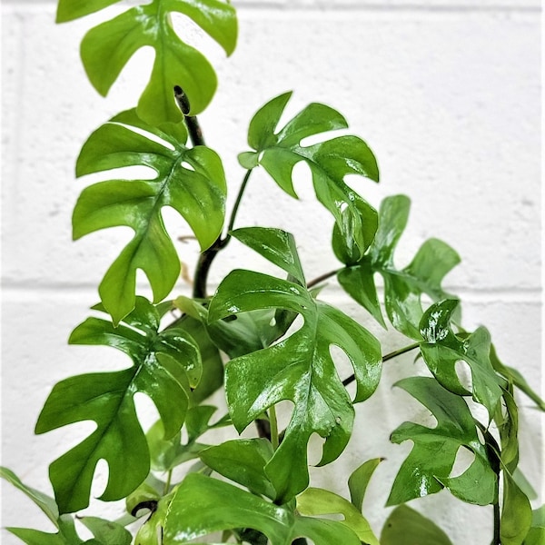 Mini Monstera Plant - Etsy