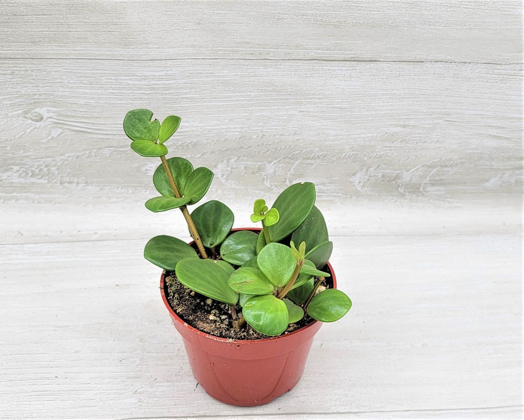Peperomia Hope rare Peperomia Rotundifolia air Purifying - Etsy