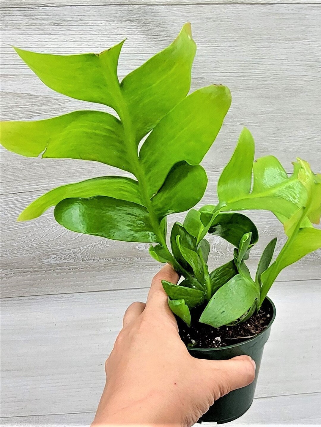 Sharktooth Cactus selenicereus Chrysocardium Sharktooth - Etsy