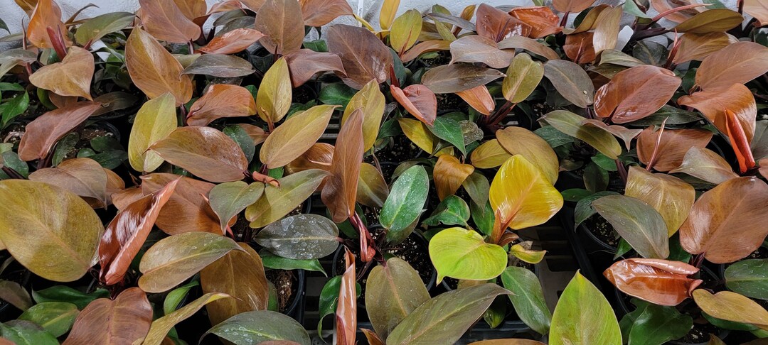 Philodendron Red Sun philodendron Mccolley's Finale New - Etsy