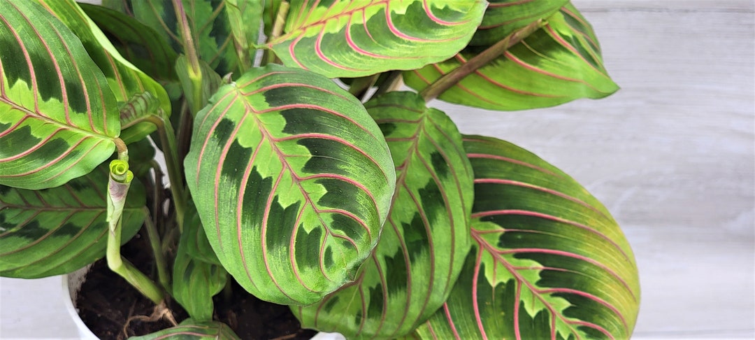 Maranta Hot Pink Leuconeura 'marisela' prayer Plant - Etsy