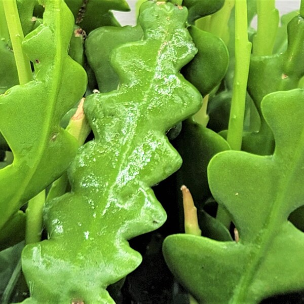 Ric Rac Flower - Etsy