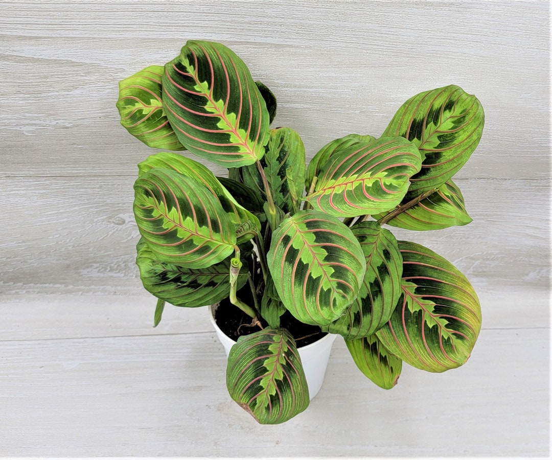 Maranta Hot Pink Leuconeura 'marisela' prayer Plant - Etsy