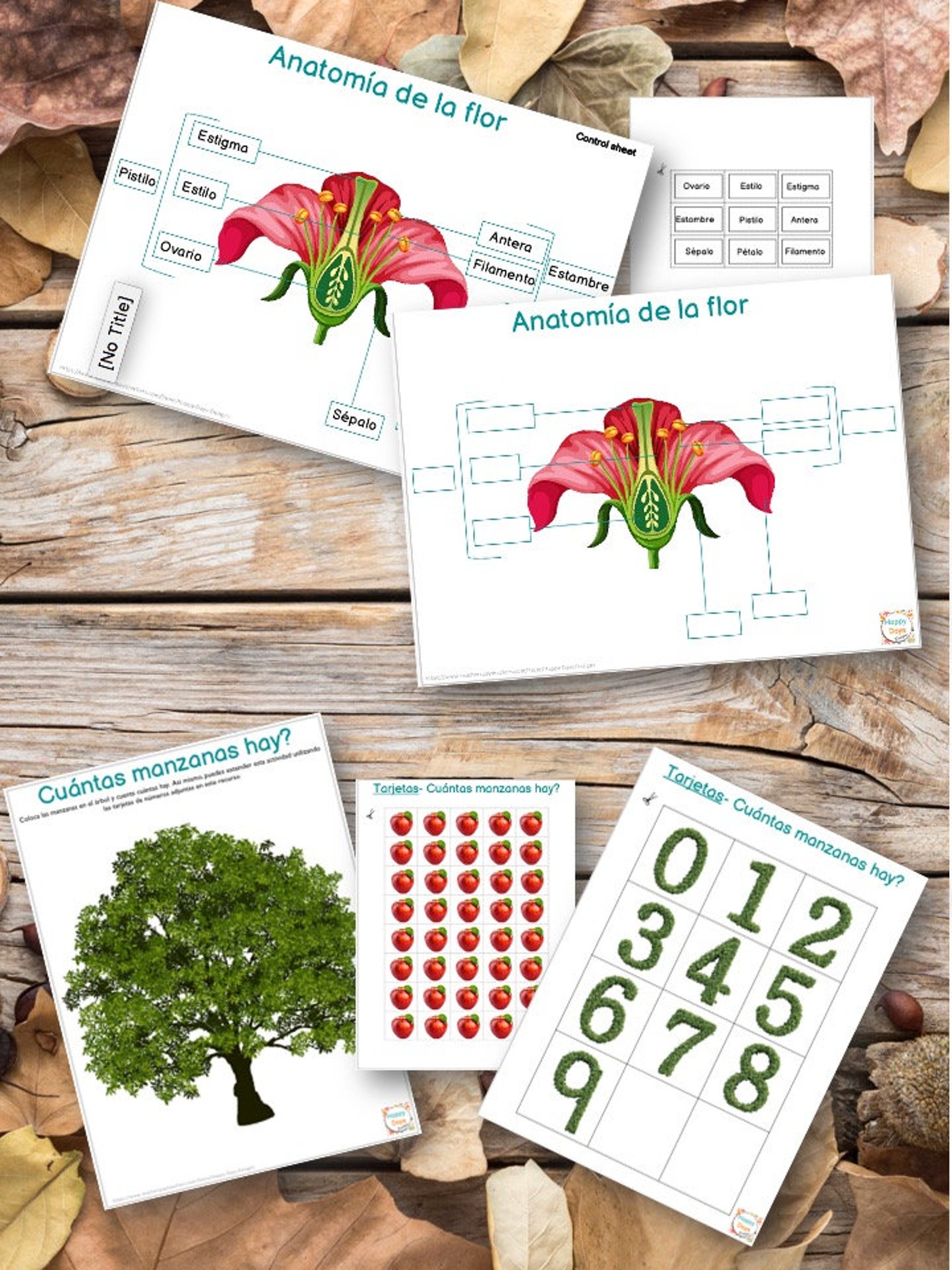 Life Cycles Spanish - Ciclos De Vida Imprimible En Español (montessori ...