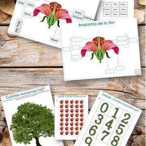 Life Cycles Spanish - Ciclos De Vida Imprimible En Español (montessori ...