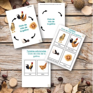 Life Cycles Spanish - Ciclos De Vida Imprimible En Español (montessori ...