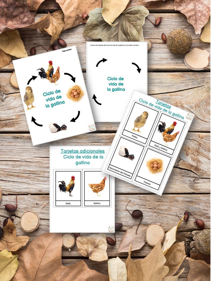 Life Cycles Spanish - Ciclos De Vida Imprimible En Español (montessori ...