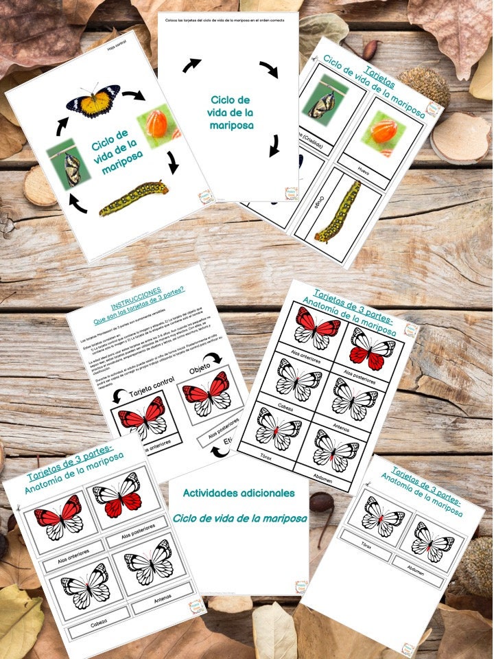 Life Cycles Spanish - Ciclos De Vida Imprimible En Español (montessori ...