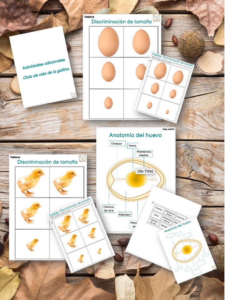 Life Cycles Spanish - Ciclos De Vida Imprimible En Español (montessori ...