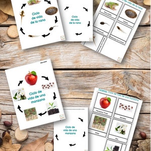 Life Cycles Spanish - Ciclos De Vida Imprimible En Español (montessori ...