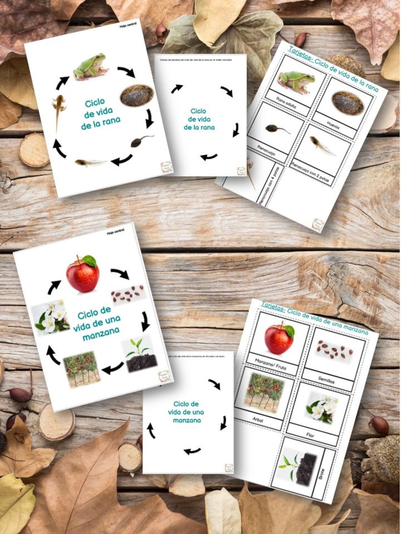 Life Cycles Spanish - Ciclos De Vida Imprimible En Español (montessori ...