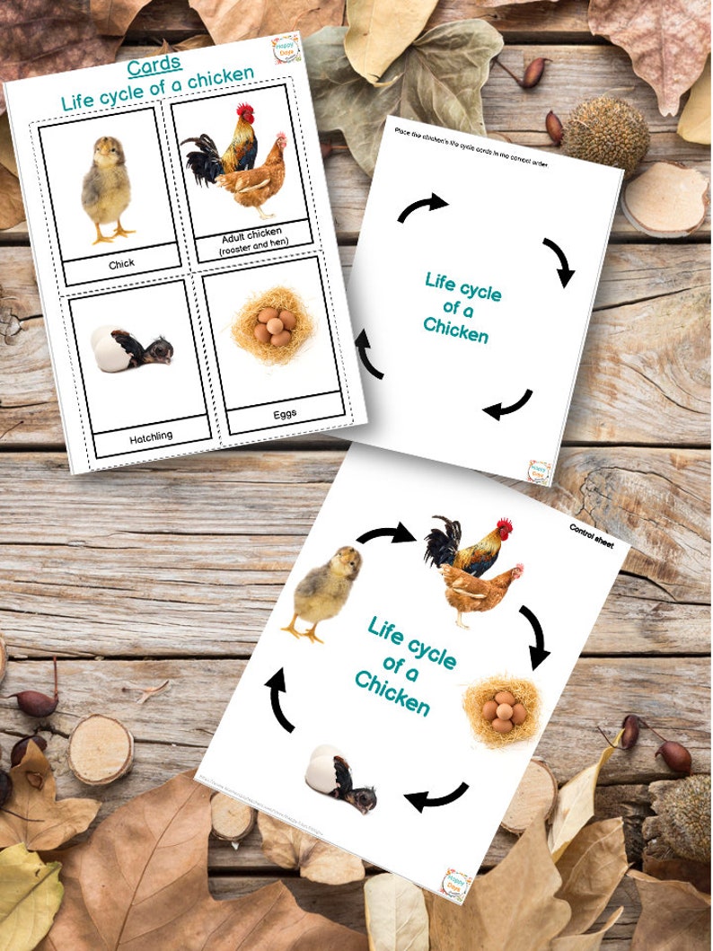 Life Cycles Printable. Life Cycle of a Chicken, Life Cycle of Plants ...